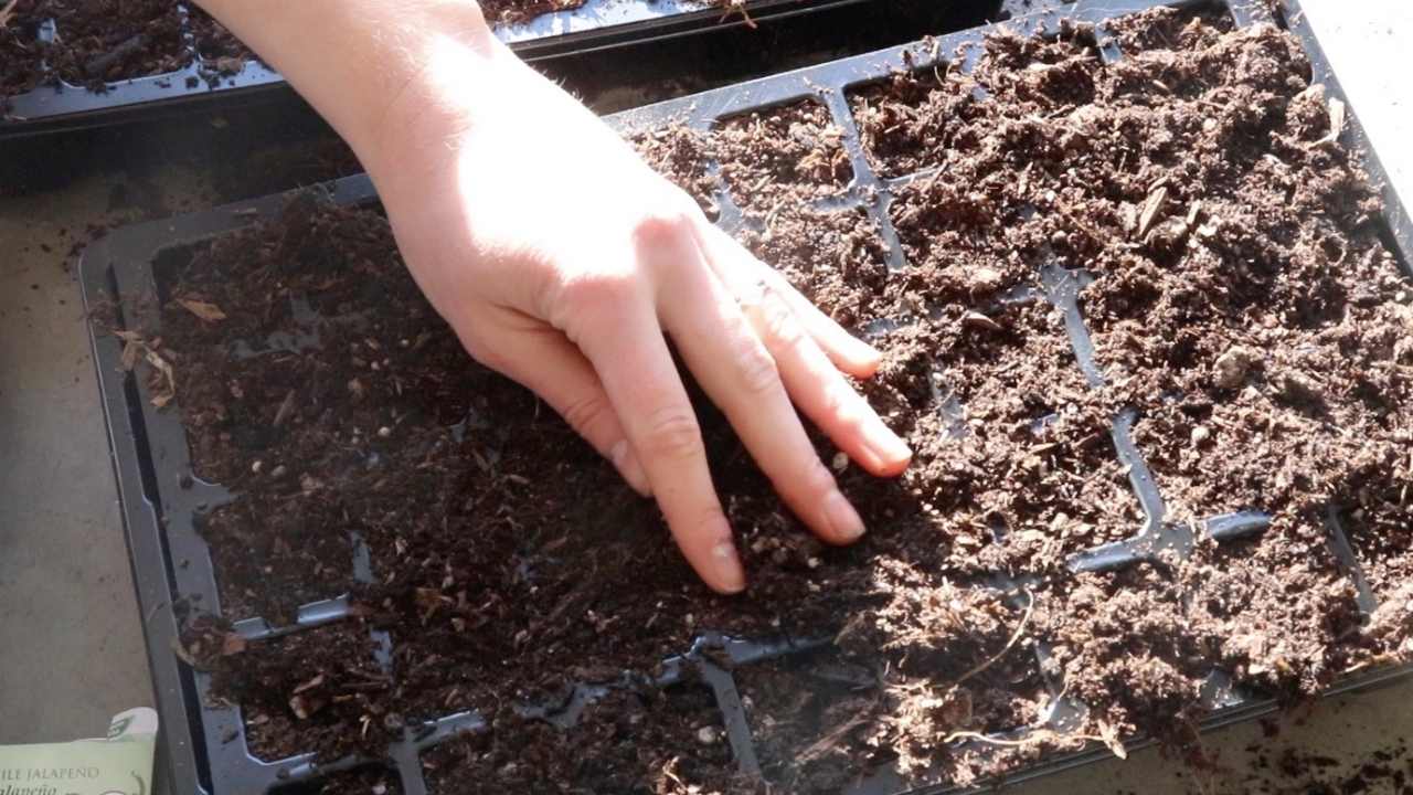 How to Start a Garden from Seeds - The Duvall Homestead
